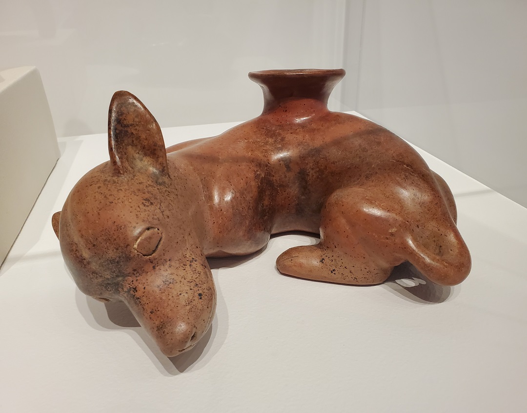 Here are those puppies from Mexico | I saw it in Tucson